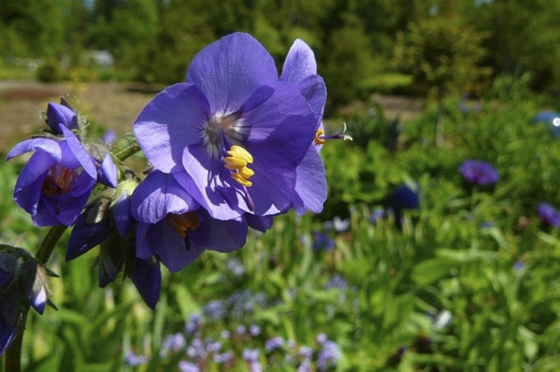 30pcs Jacob's Ladder Flower Seeds-beautiful Perennial Flower ...