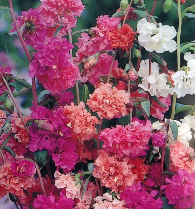 200 Pcs Godetia Glandiflora Double Mixed Flower Seeds - Etsy