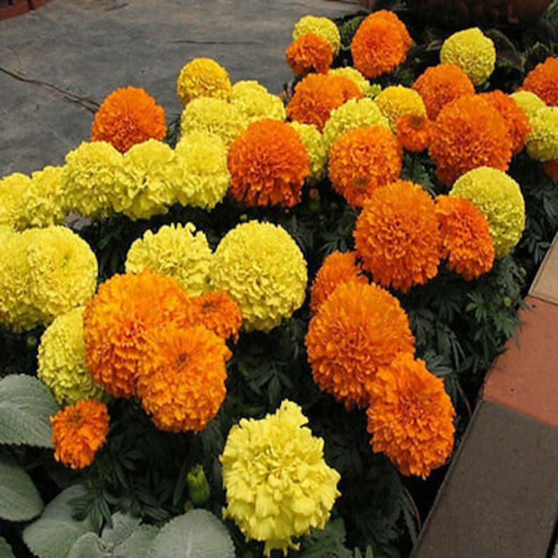 100 Pcs Marigold Brocade Flower Seed- Mixed African Marigold- TAGETES ...