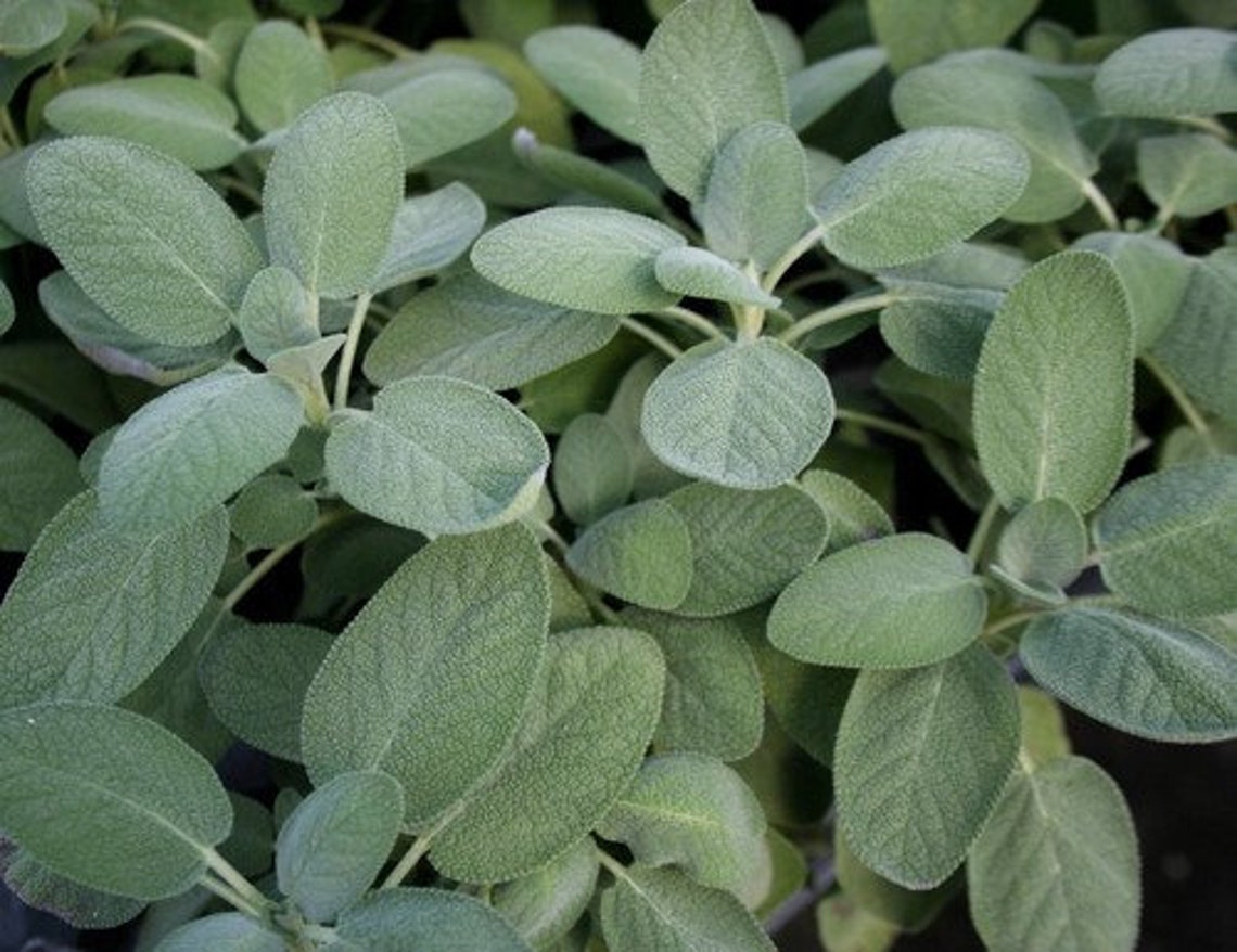 50 Pcs Organic Broadleaf Italian Sage-perennial Herb Seeds - Etsy Canada