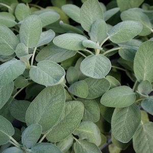 50 Pcs Organic Broadleaf Italian Sage-perennial Herb Seeds- Non GMO ...