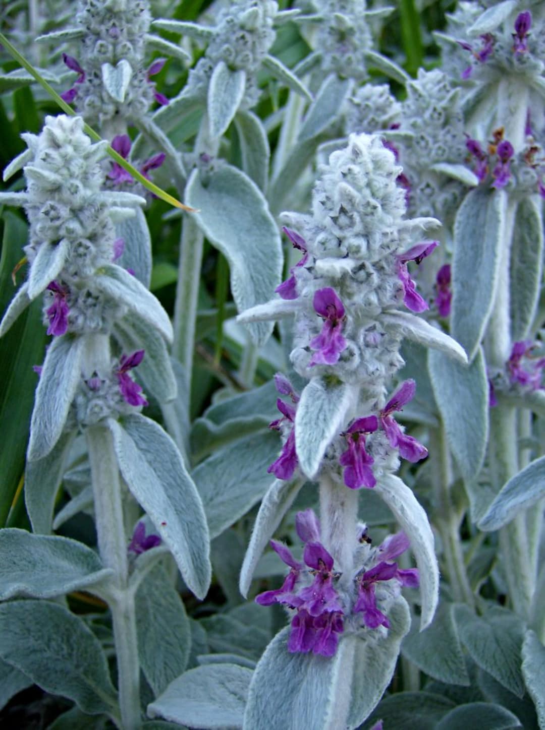 100 Pcs Lamb's Ear Flower Seeds- Stachys Byzantina Lanata-stachys ...