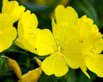 Pressed Flowers Evening Primrose 20pcs Floral Art Resin - Etsy