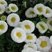 100 Pcs Bellis English Daisy White Flower Seeds- Bellis Perennis ...