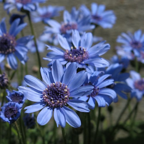 50 Pcs Felicia Blue Daisy Flower Seeds/felicia - Etsy
