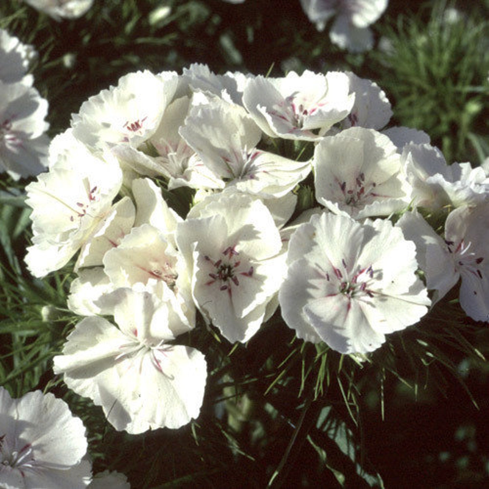 50 Dianthus Barbatus Flower Seeds-dianthus Barbatus Albus/ - Etsy Canada