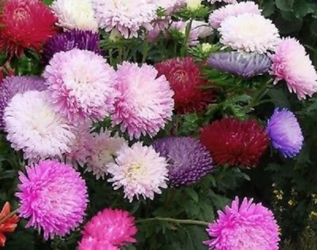 100+ Pcs Mixed Aster Powderpuff Flower Seeds-colorful Callistephus ...