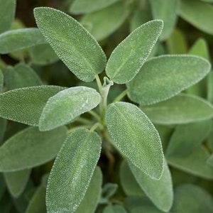 50 Pcs Organic Broadleaf Italian Sage-perennial Herb Seeds- Non GMO ...