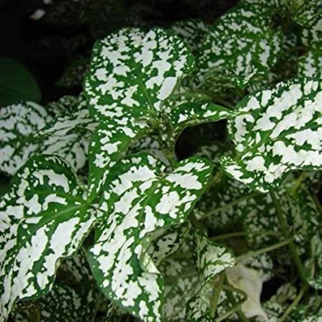 20 Pcs Hypoestes Splash White Flower Seeds-hypoestes Phyllostachya ...