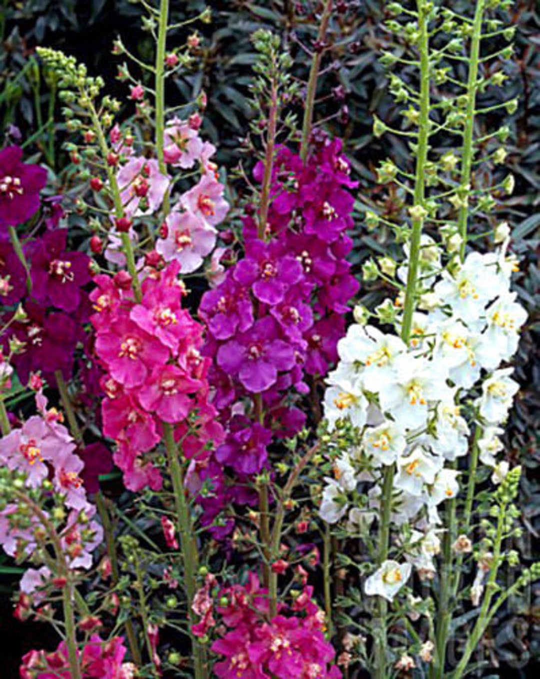 100pcs Verbascum Temptress Flower Mix Flower Seeds/verbascum Phoeniceum ...