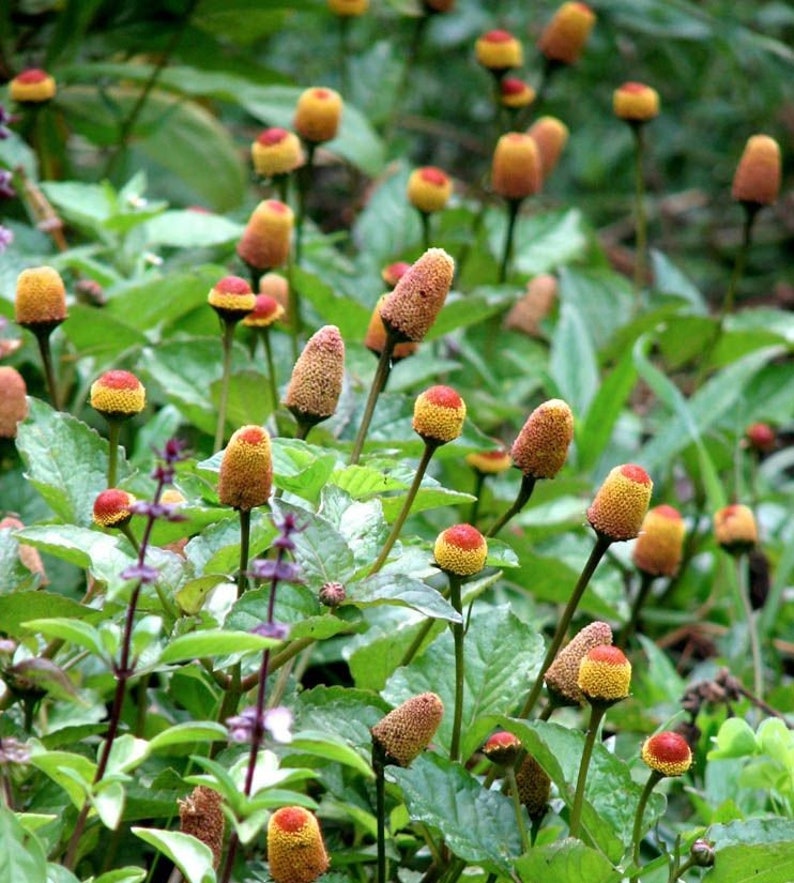 50 Toothache Plant Seeds/Acmella Oleracea/Paracress/Spilanthes | Etsy