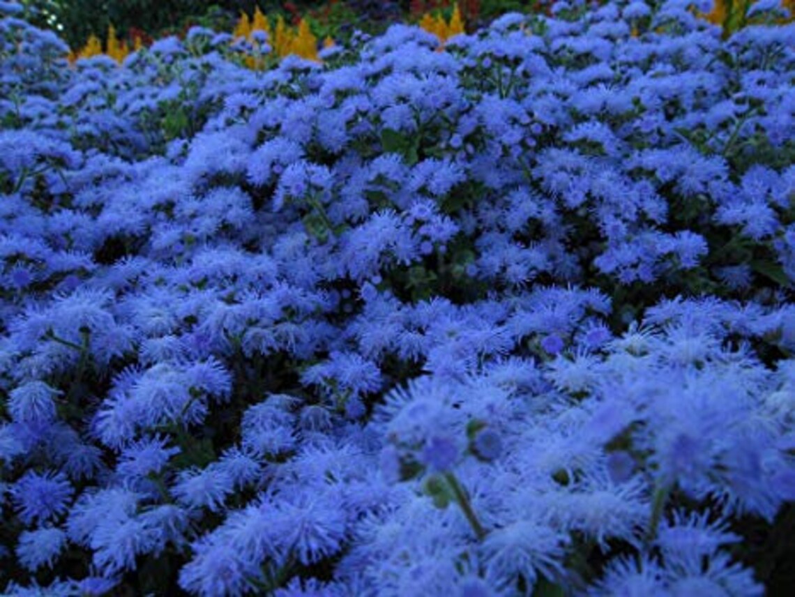 100pcs Blue Floss Flower Seeds-dwarf Blue-true Blue-ageratum ...