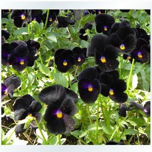 50 Pcs Black Pansy Flower Seeds- Black Clear Crystals Viola Pansy ...