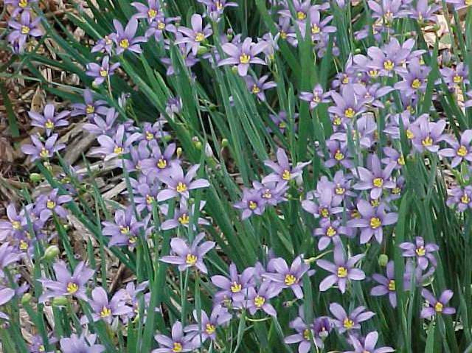 100 Pcs Western Blue Eyed Grass Seeds/ FL231/ Sisyrinchium Bellum - Etsy