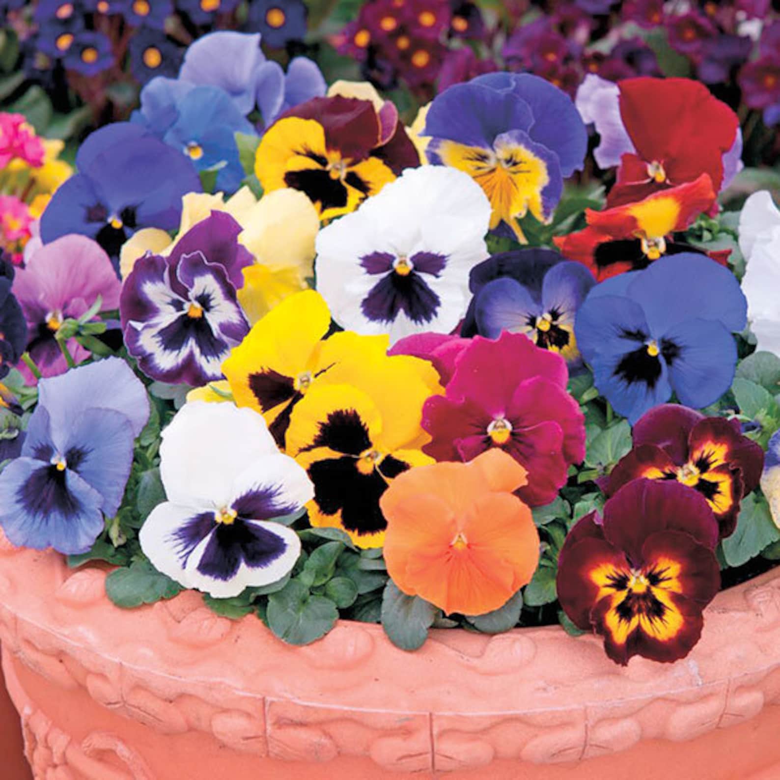 100 Pcs Pansy Swiss Giant Mix Flower Seeds-mixed Pansy Flowers / VIOLA ...