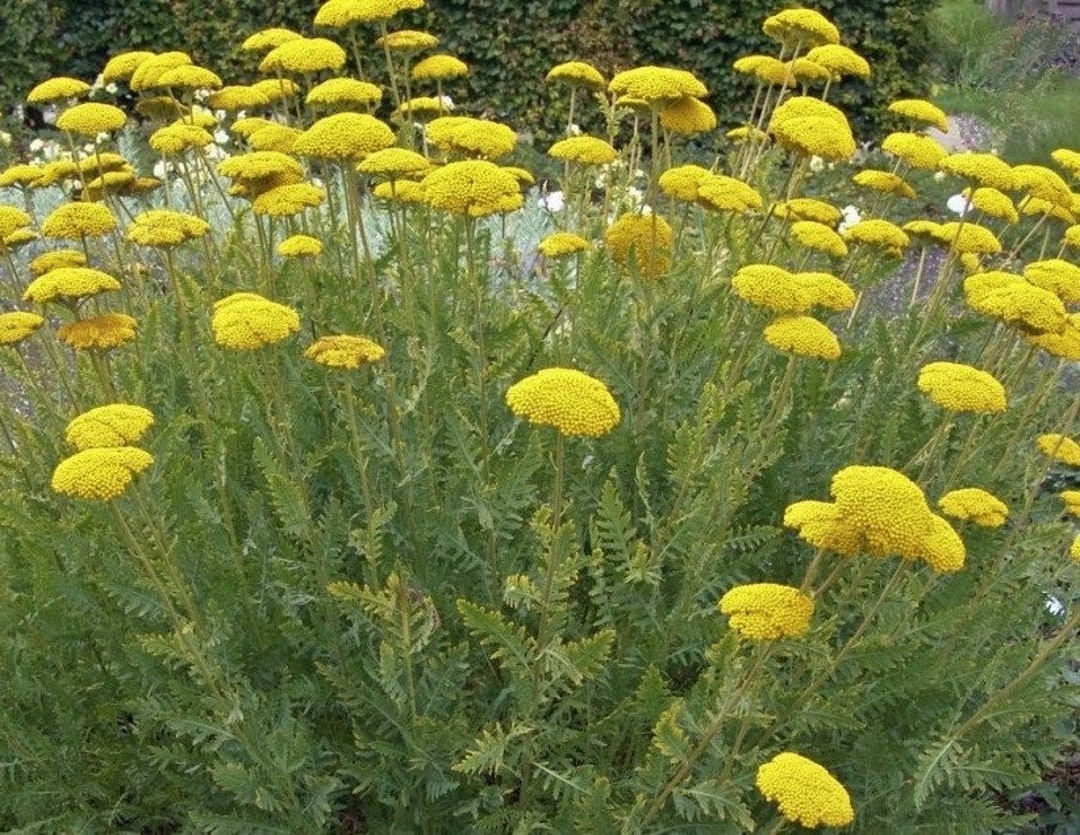 100 Pcs Yarrow Cloth of Gold Flower Seeds/ Deer Resistant Perennial ...
