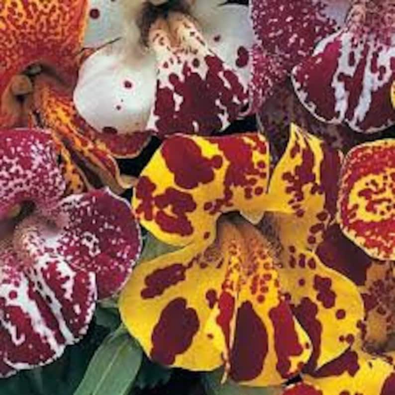 50 Pcs Tiger Monkey Mix Flower Seeds- Angel Tiger Eye Flower- MIMULUS ...