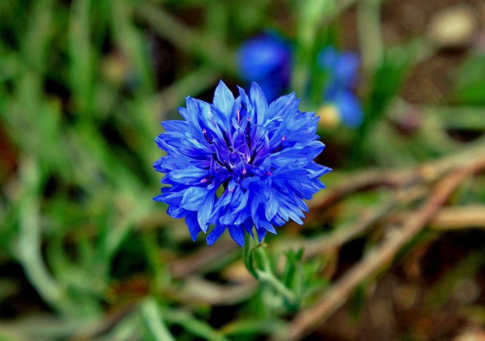 100 Pcs Cornflower Blue Boy Seeds Centaurea Cyanus Blue - Etsy Canada