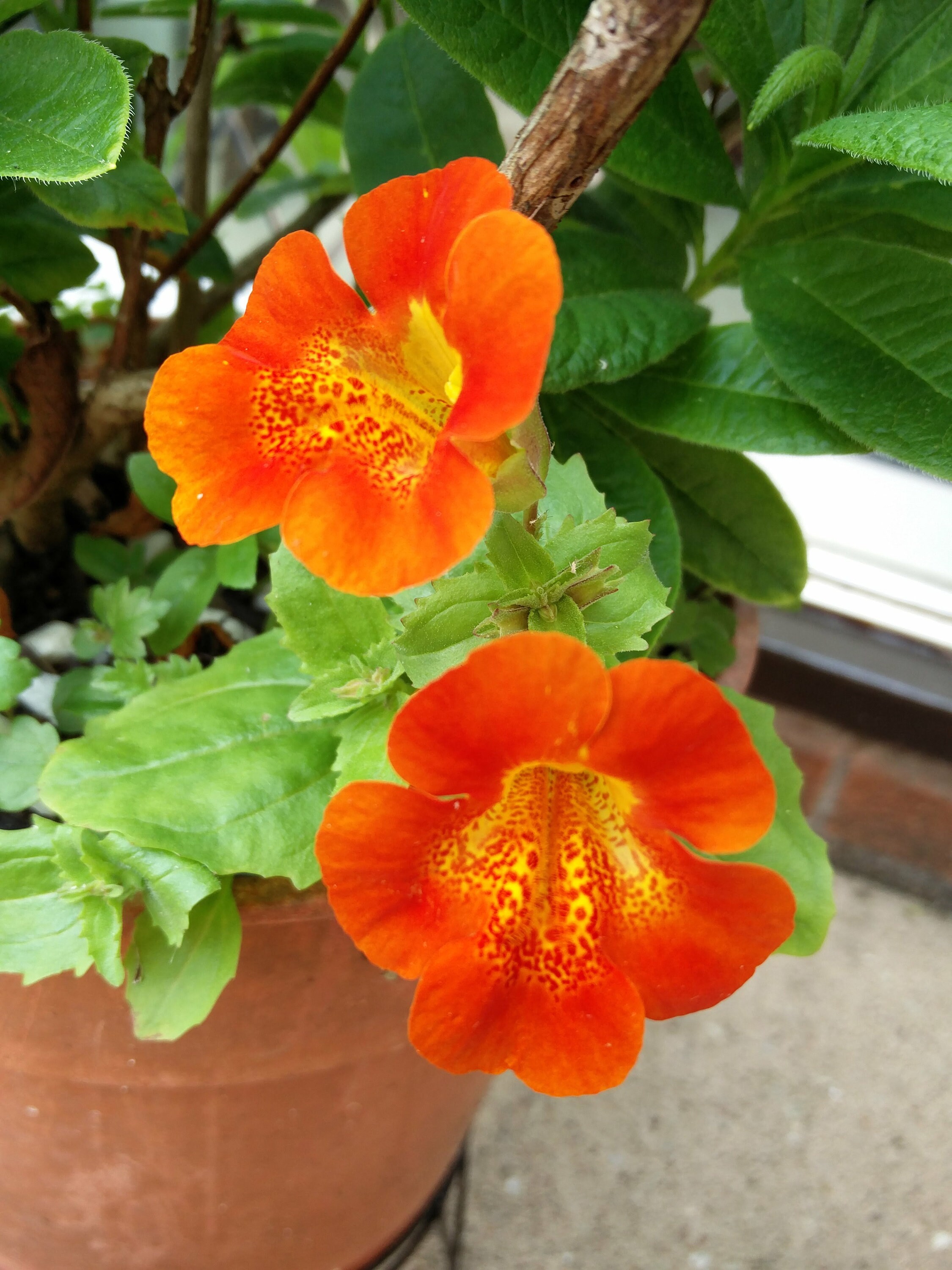 50 Pcs Orange Mimulus Flower Seeds Mimulus Hybridus F2 | Etsy