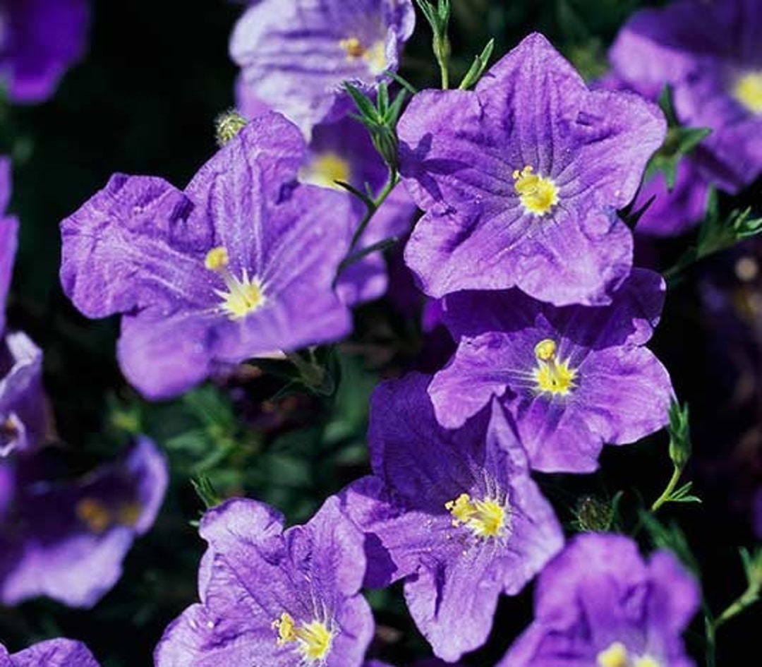 50 Pcs Purple Robe Flower Seeds-nierembergia Hippomanica Seeds ...