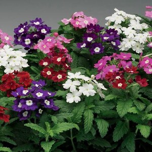 100 Pcs Colorful Verbena Mixed Hybrid Flower Seeds- Verbena ...