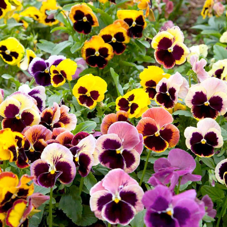 100 Pcs Pansy Swiss Giant Mix Flower Seeds-mixed Pansy Flowers / VIOLA ...