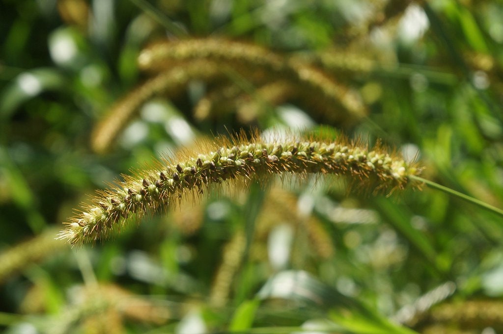 Foxtail Seed Head