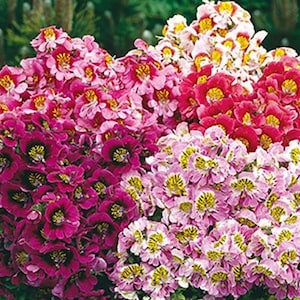 100 Pcs Schizanthus Mix Angel Wings Flower Seeds-schizanthus X ...