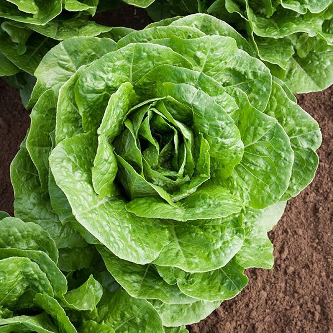 200 unidades de lechuga romana Cos de la isla de París, Lactuta Sativa ...