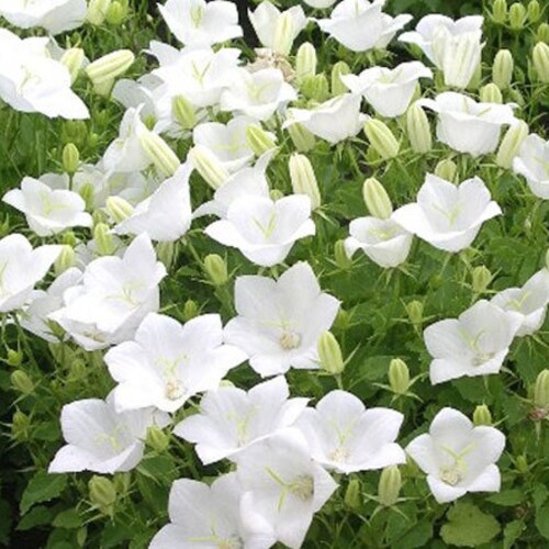 100 Pcs White Bell Flower Seeds White Tussock Bellflower | Etsy