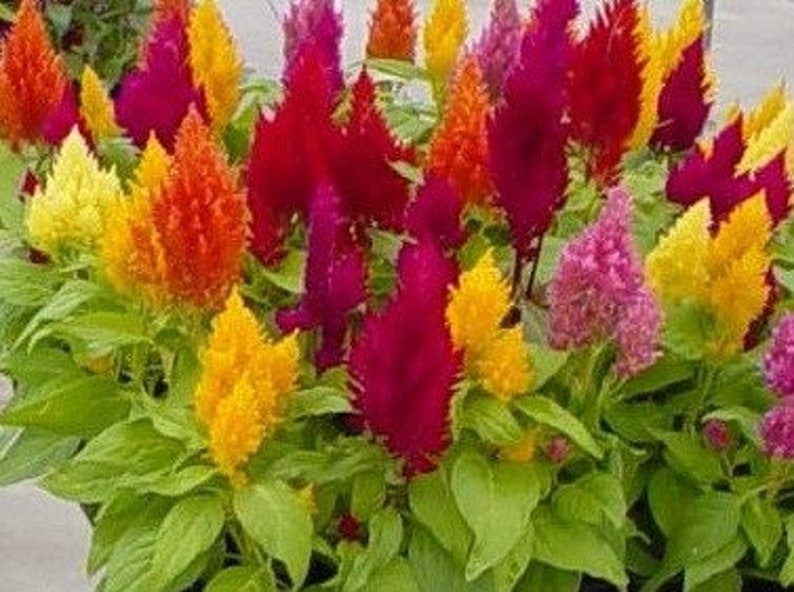 100 Pcs Celosia Plumosa Mix Seeds- Plumosa Argentia AKA Plumed ...