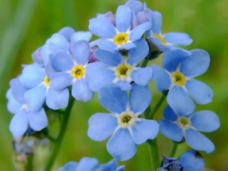 100 Pcs Blue Alpine Forget Me Not Flower Seeds - Heavenly Hybrid ...