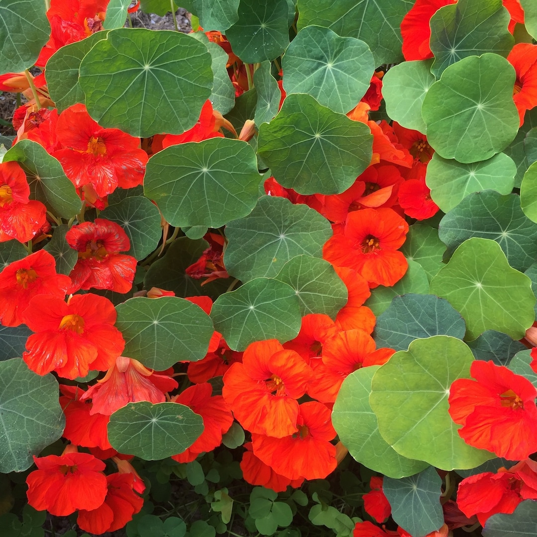 15 Pcs Nasturtium Empress Of India Flower Seeds Nasturtium Seeds