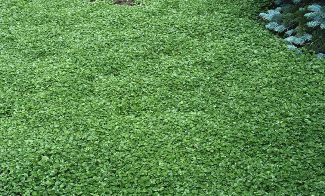 1000 Pcs Dichondra Repens Plant Seeds-fl259-kidney Weed- 10g-dichondra ...
