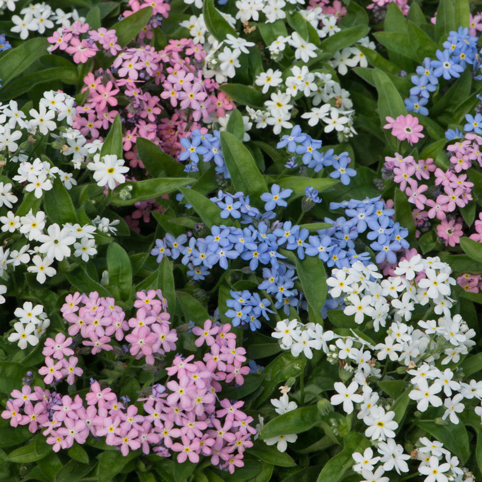 100 Pcs Alpine Forget Me Not Mix Flower Seeds - Heavenly Hybrid ...