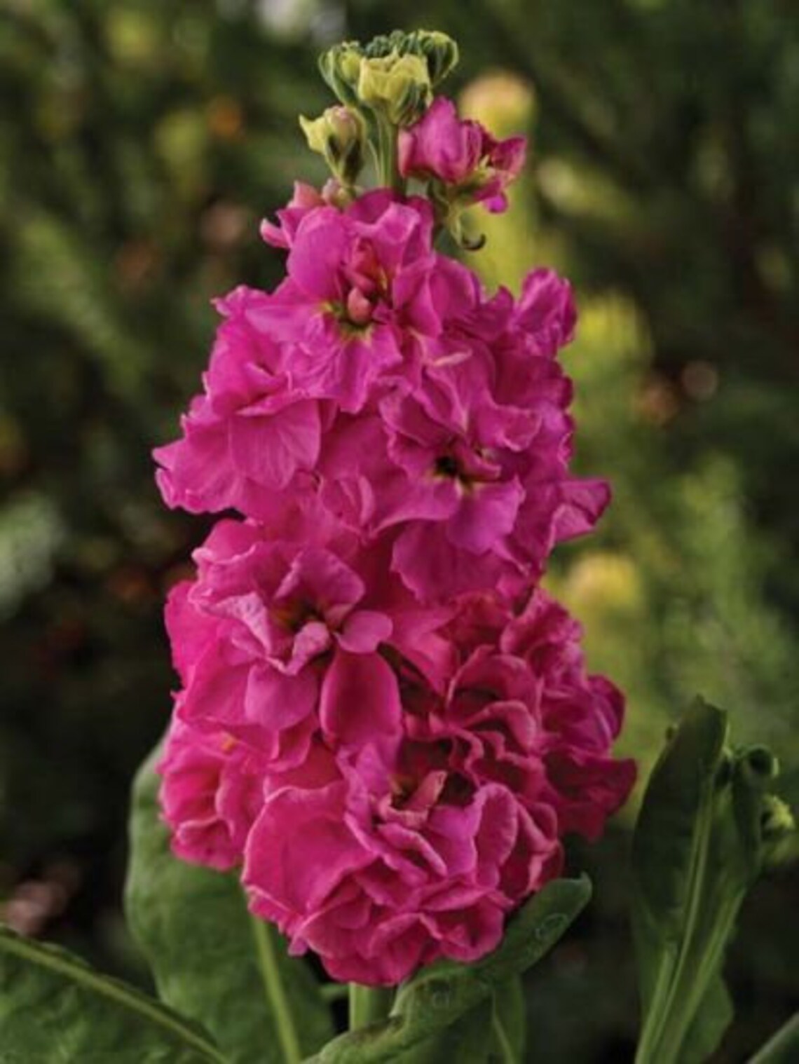 50 Pcs Deep Rose Stock Flower Seeds-matthiola Incana Ten Week Deep Rose ...