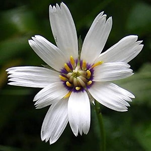 30 Rare Cupid's Dart White Flower Seeds/catananche Caerulea/love Plant ...