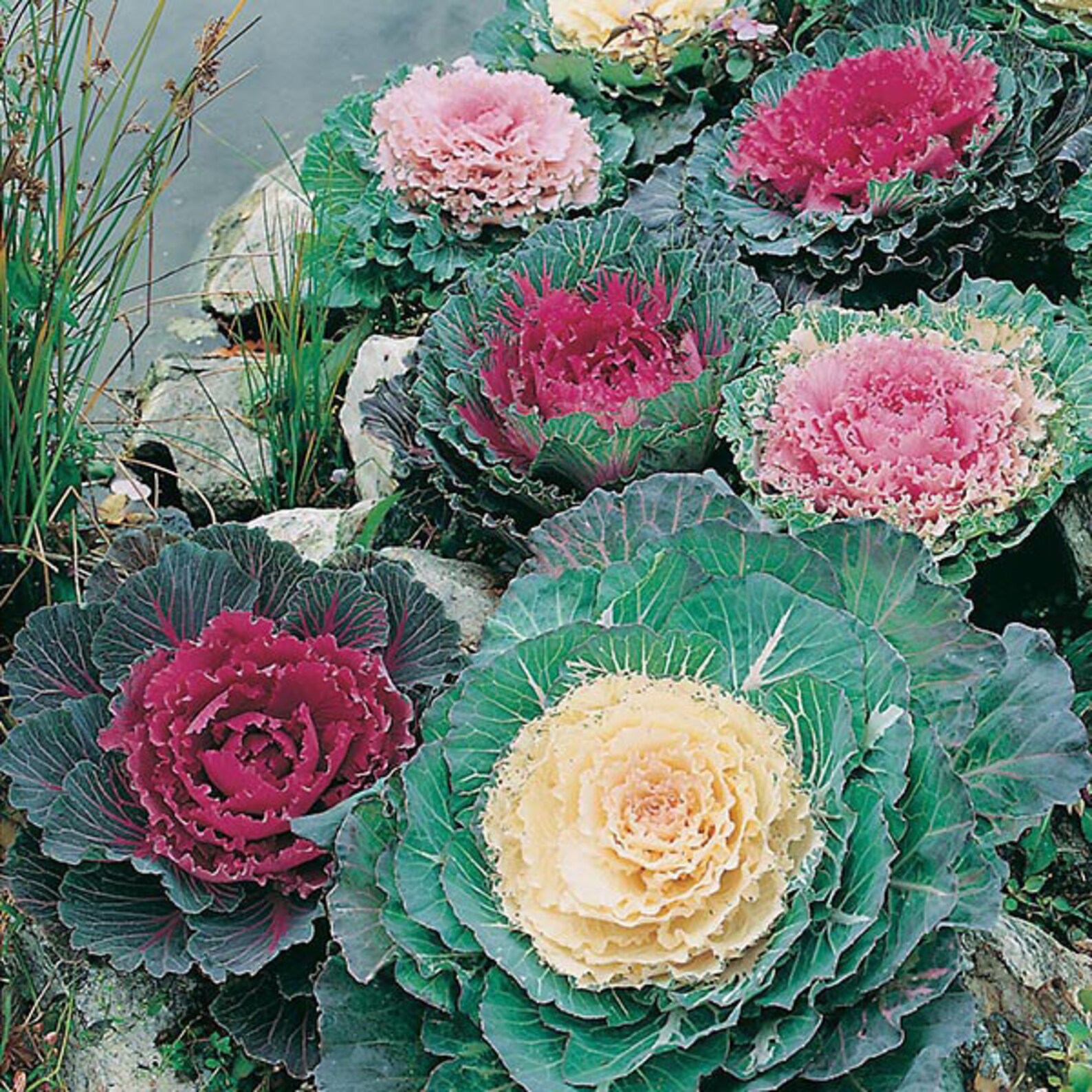 50 Pcs Flowering Cabbage Seeds Ornamental Cabbage BRASSICA - Etsy