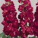 50 Pcs Deep Rose Stock Flower Seeds-matthiola Incana Ten Week Deep Rose ...