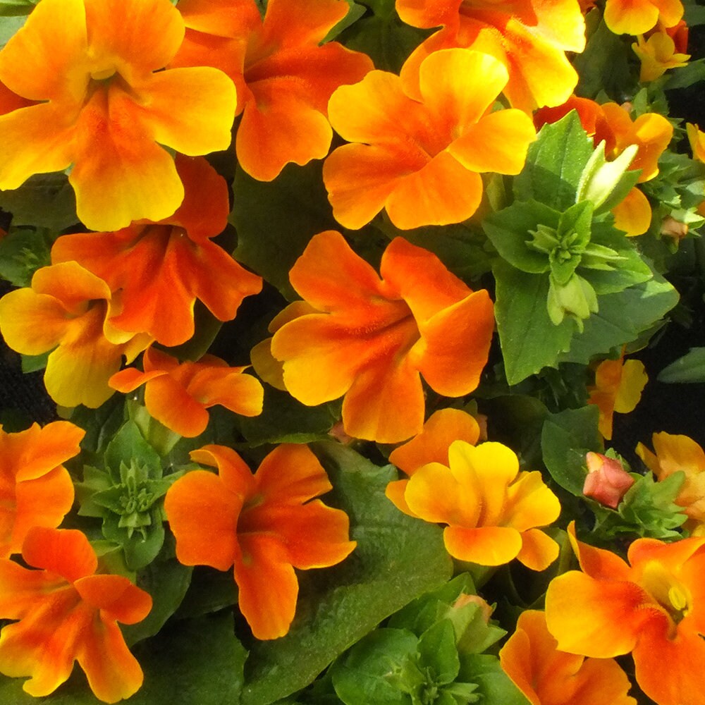 50 Pcs Orange Mimulus Flower Seeds Mimulus Hybridus F2 | Etsy
