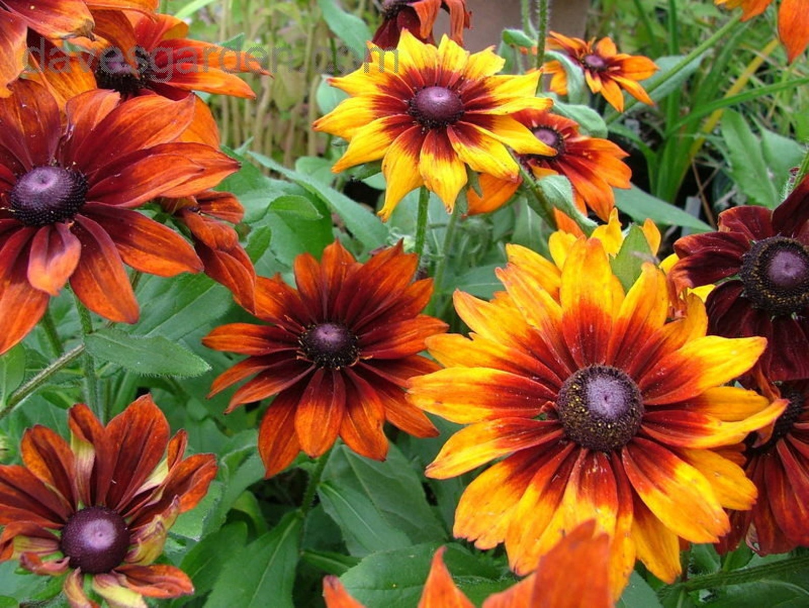 200pcs Rudbeckia Black Eyed Susan Mix Flower Seeds-- Golden Coneflower ...