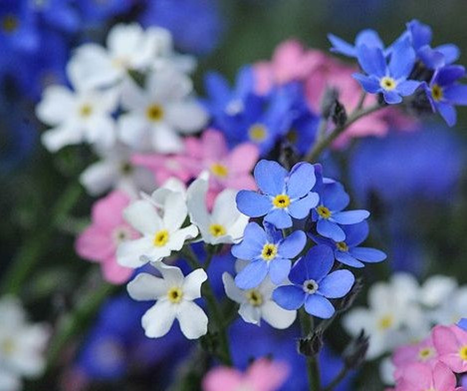 100 Pcs Alpine Forget Me Not Mix Flower Seeds - Heavenly Hybrid ...