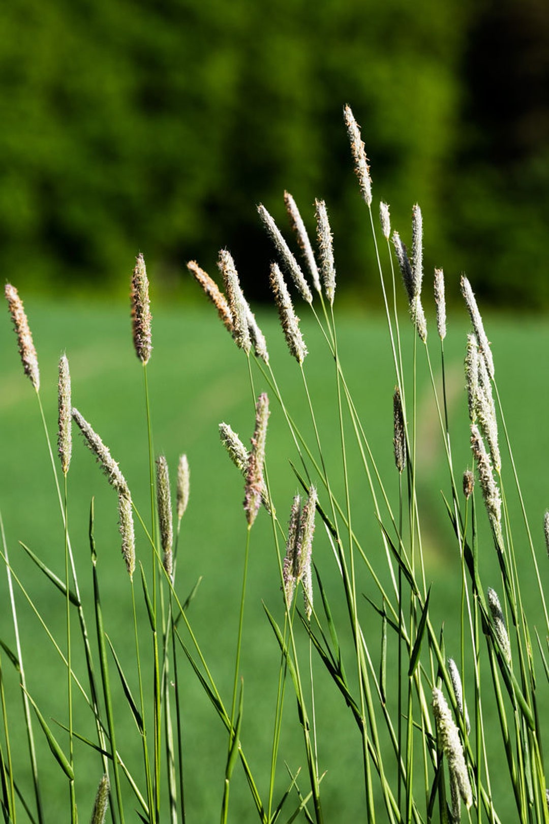2000 Pcs Timothy Pasture Grass Seeds Phleum Pratense Cool Etsy Australia