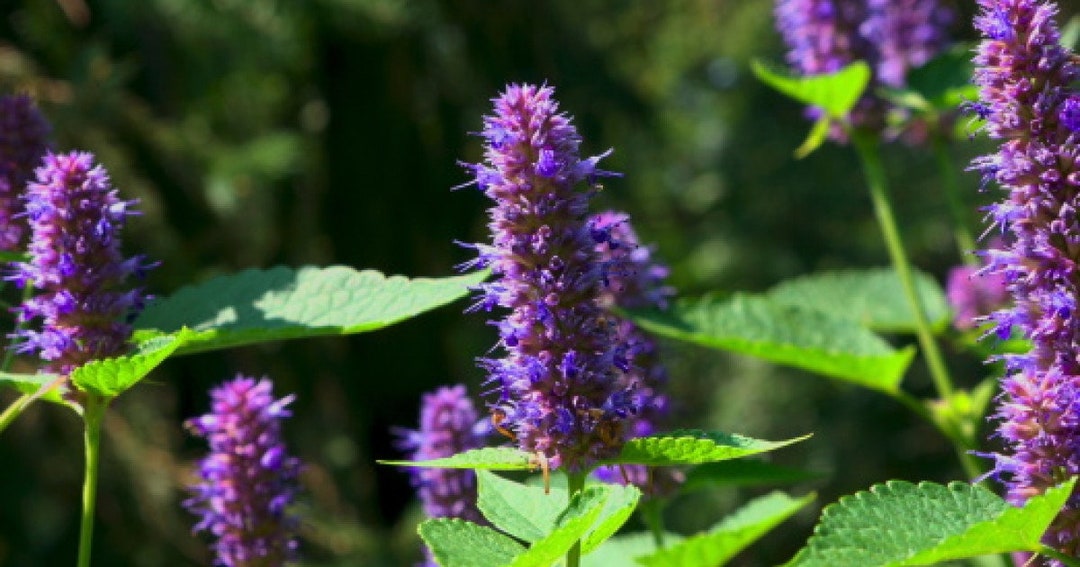 100 Pcs Licorice Mint Plant Seeds- Anise Hyssop/ Agastache Foeniculum ...