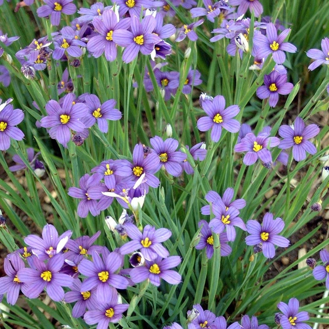 100 Pcs Western Blue Eyed Grass Seeds/ FL231/ Sisyrinchium Bellum - Etsy