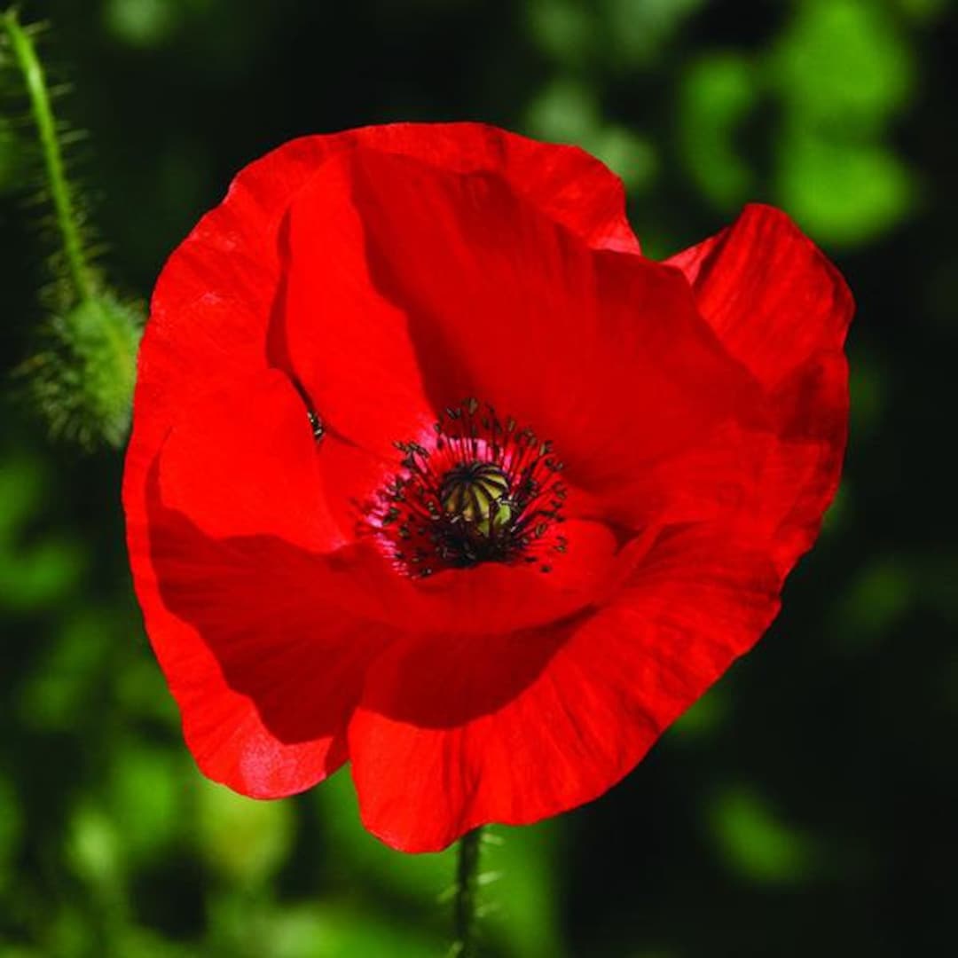 500+ Pcs Poppy Red Corn Flower Seed-papaver Rhoeas/ (FL313) - Etsy