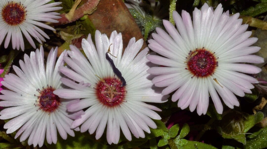 100 Pcs White Livingstone Daisy Flower Seeds-dorotheanthus ...