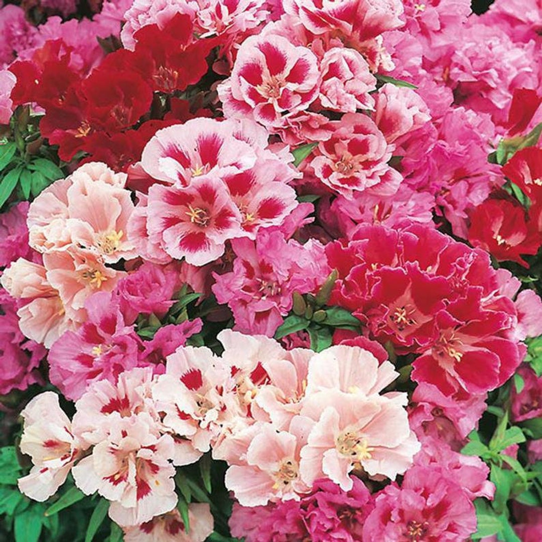 Godetia Grandiflora