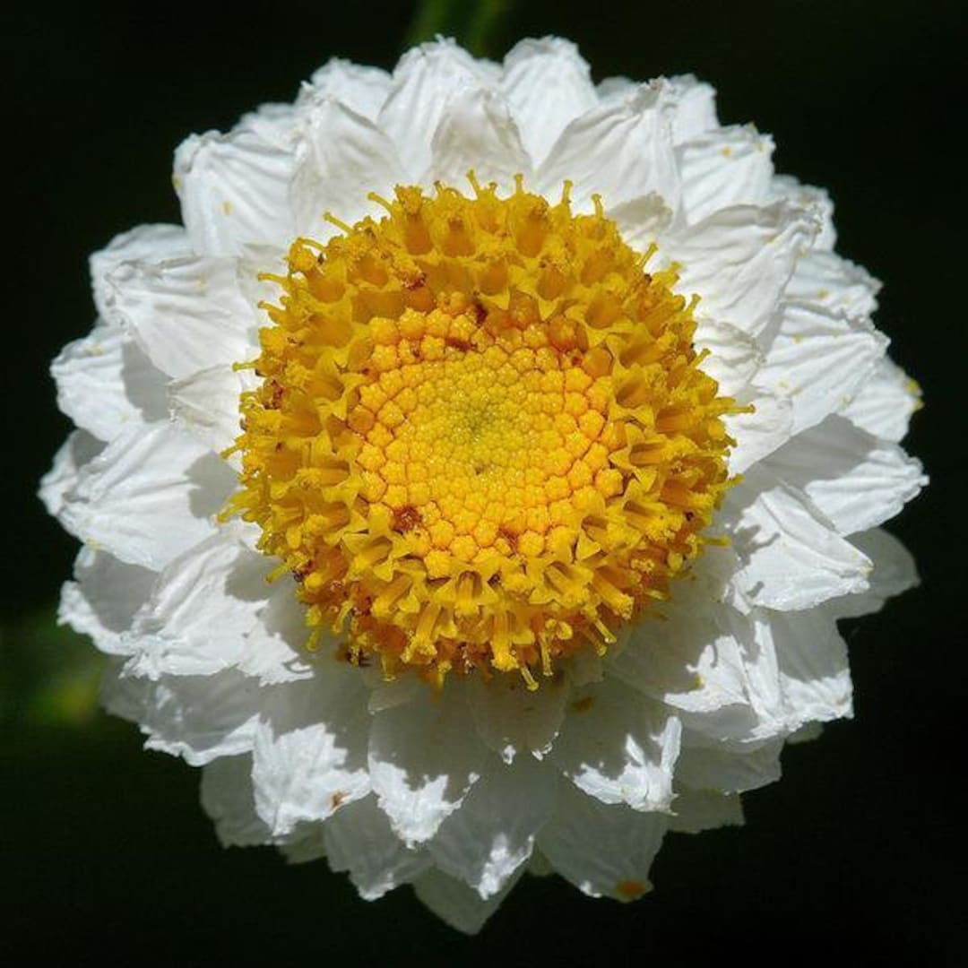 50 Pcs Winged Everlasting Flower Seeds/ Everlasting Daisy/paper Daisy ...