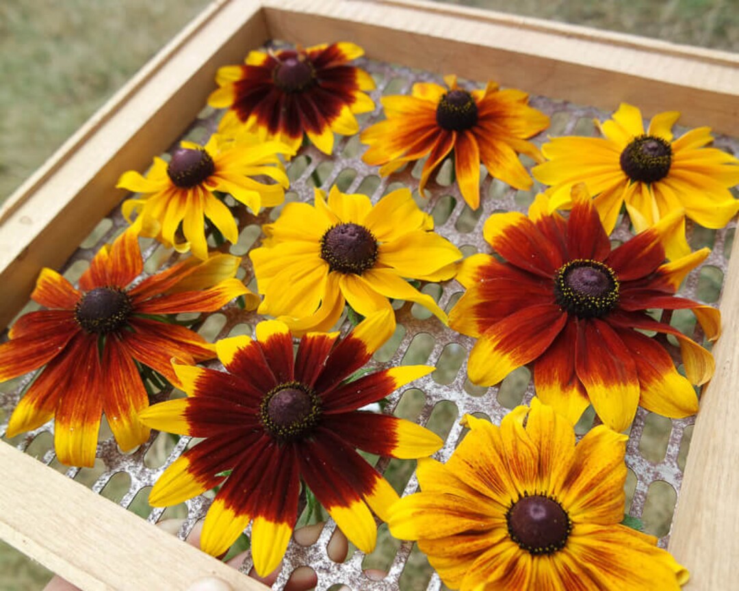 100 Pcs Black Eyed Susan Mix Flower Seeds-rudbeckia Hirtia- Golden ...